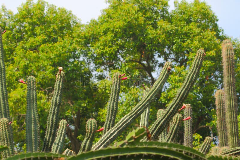 Catcus plants stock image. Image of beautiful, cactus - 95102233