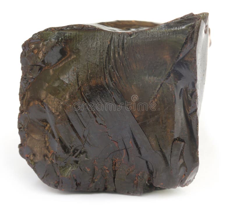 Cutch Tree Acacia Catechu Black Catechu Tree and Pods Stock Image ...