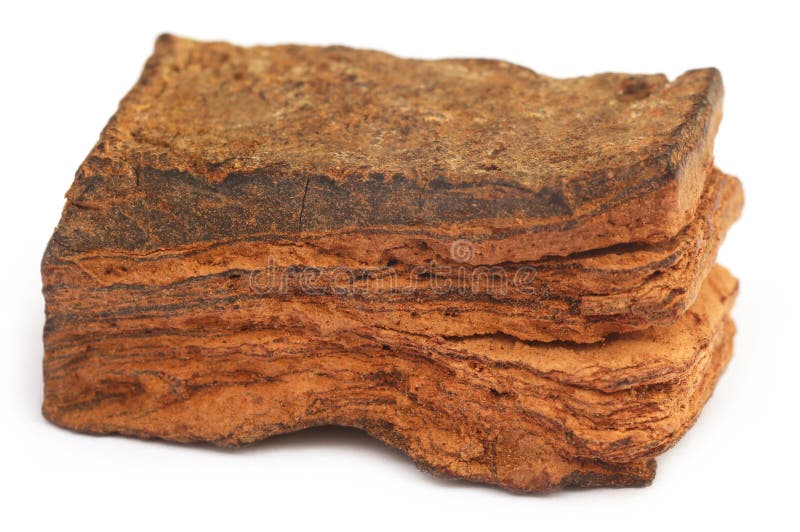 Cutch Tree Acacia Catechu Black Catechu Tree and Pods Stock Image ...