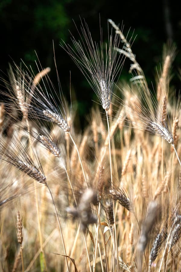 Nice Wheat in the Countryside Stock Photo - Image of gold, sundown ...
