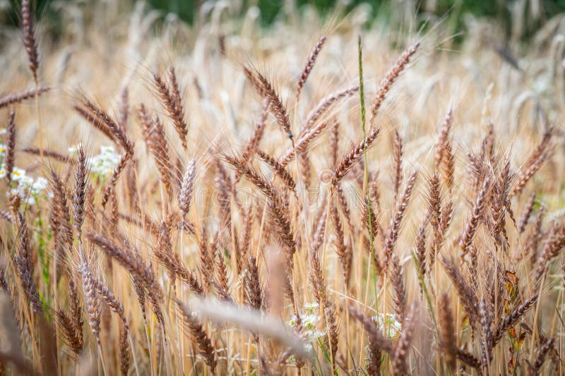Nice Wheat in the Countryside Stock Photo - Image of harvesting, plant ...