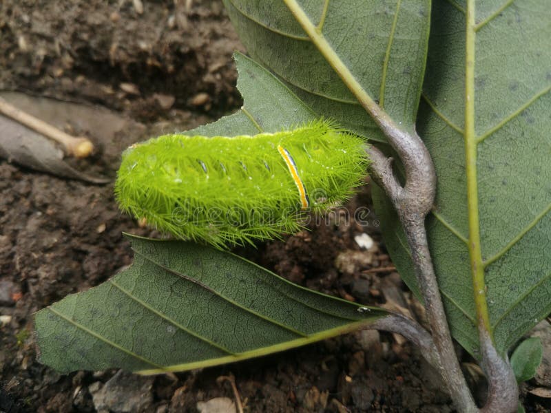 Catepillar stock photo. Image of green, shrub, grass - 269075568