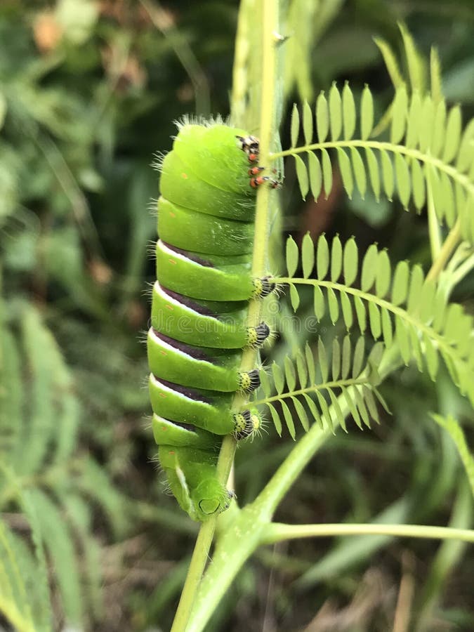 Caterpie stock image. Image of animals, caterpie, caterpillar - 97731559