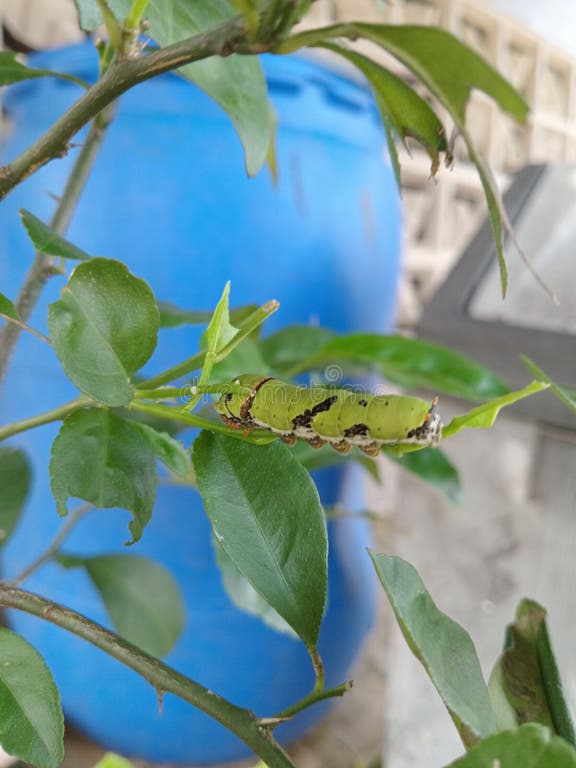 Caterpilar stock image. Image of garden, tree, insect - 305004045