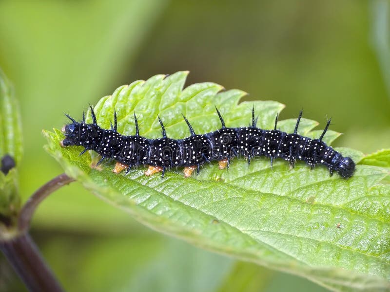 Caterpillar stock photo. Image of trunk, nature, green - 13298614
