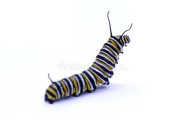 1,160 Monarch Caterpillar White Background Stock Photos - Free ...