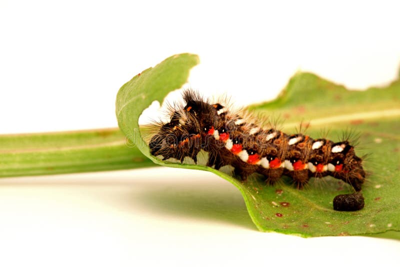 Worm shedding skin stock image. Image of outdoors, wildlife - 14868479