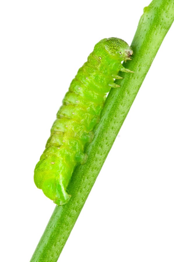 Caterpillar on White Background. Stock Photo - Image of close, worm ...