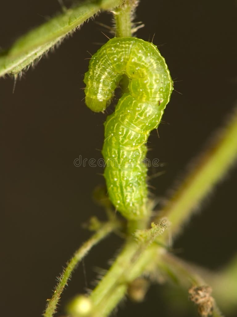 Caterpillar Question Mark Stock Photos - Free & Royalty-Free Stock ...