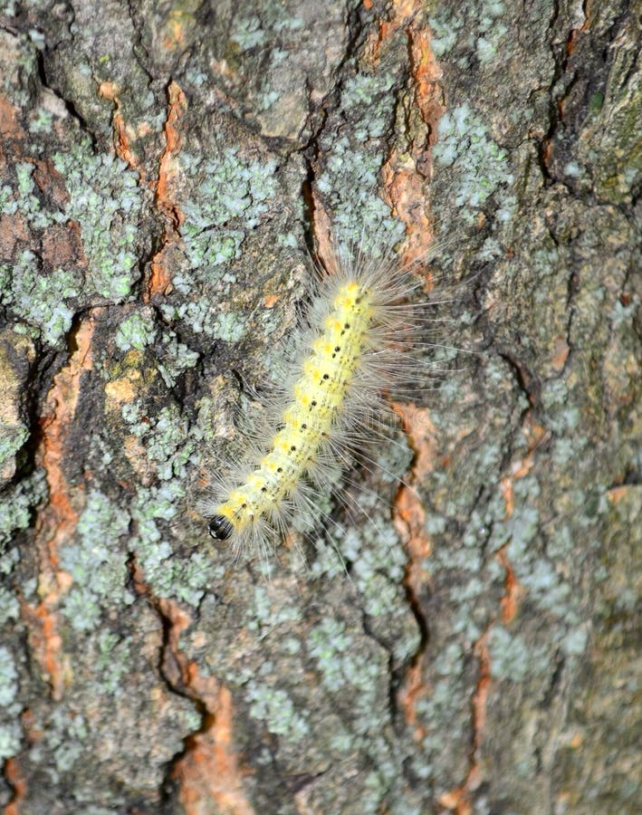 Caterpillar stock image. Image of natural, outside, artistic - 25518675