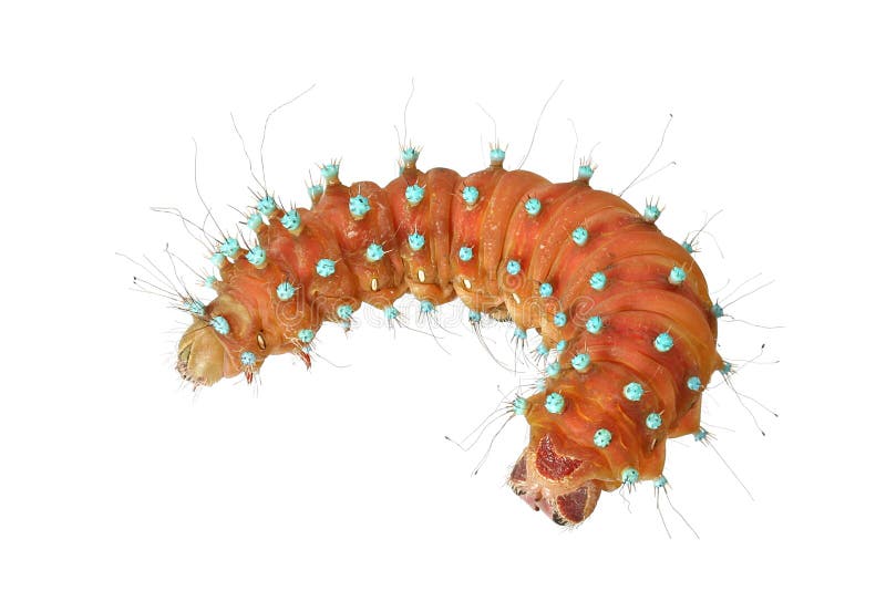 Nutria stock image. Image of mammalia, nature, rats, body - 23117473