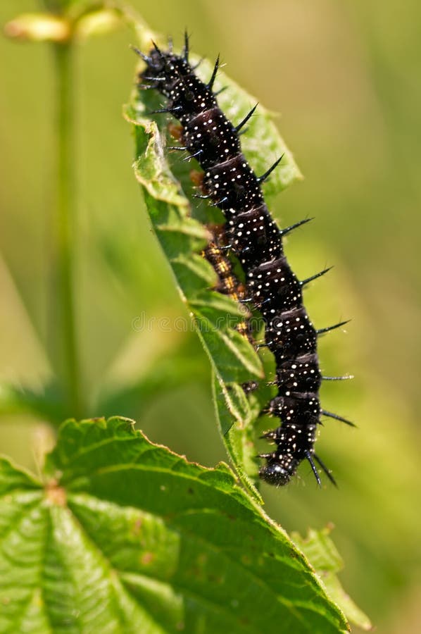 Caterpillar stock photo. Image of larva, metamorphosis - 3392540