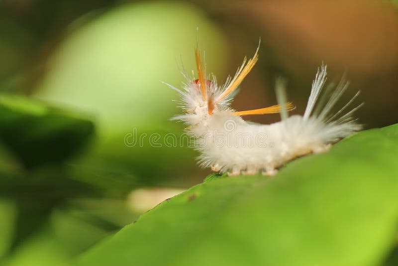 1,256 Vit Larv Foton - Gratis och royaltyfria stockfoton från Dreamstime