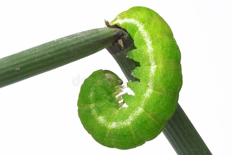 Spring caterpillar stock photo. Image of risk, spring - 4629996