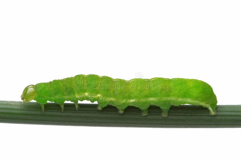 Spring caterpillar stock photo. Image of risk, spring - 4629996