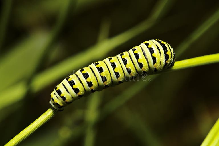 1,822 Caterpillar Skin Stock Photos - Free & Royalty-Free Stock Photos ...