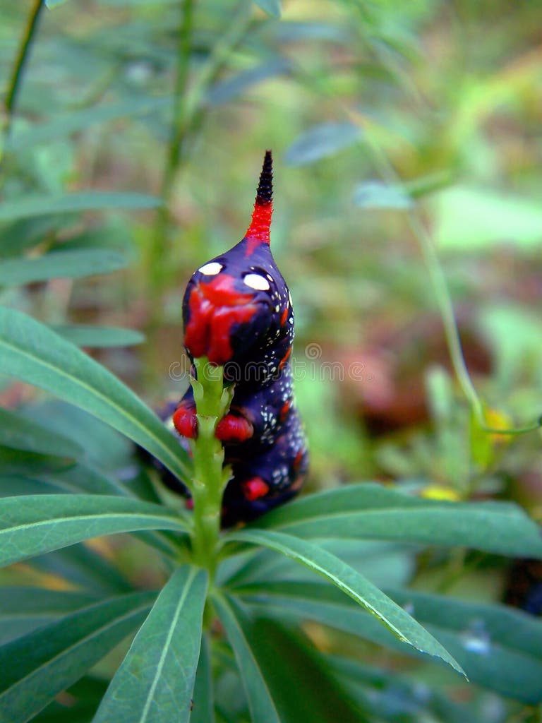 1,547 Caterpillar Face Stock Photos - Free & Royalty-Free Stock Photos ...