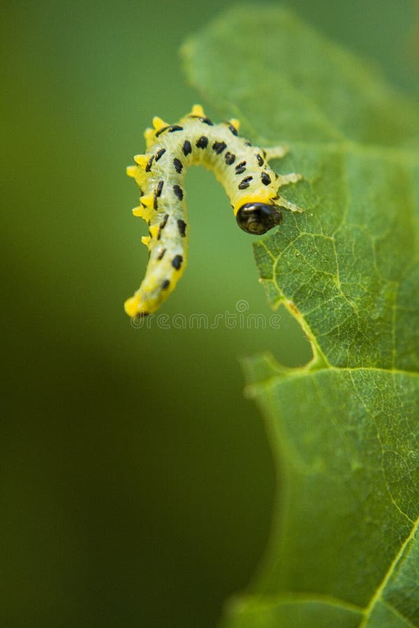 Caterpillar stock photo. Image of eating, nature, vineyard - 7038538