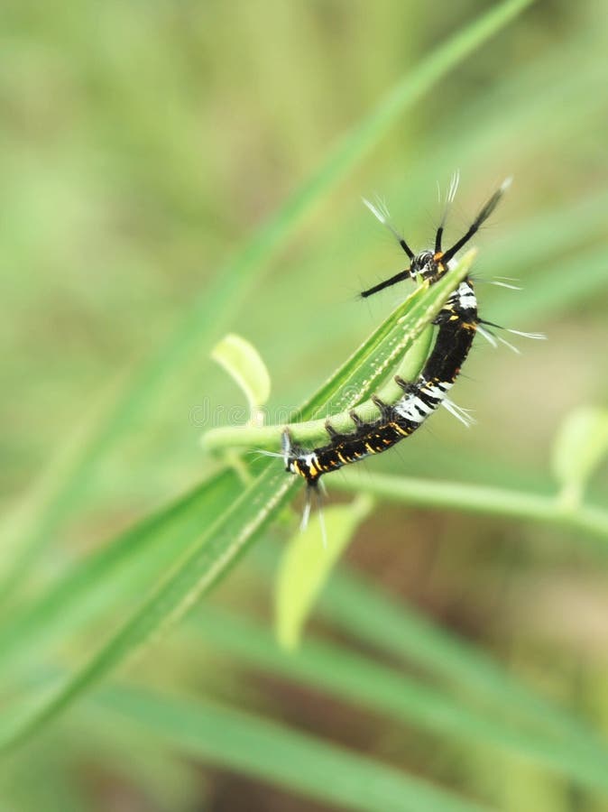 Alien caterpillar stock image. Image of nature, modern - 52034943