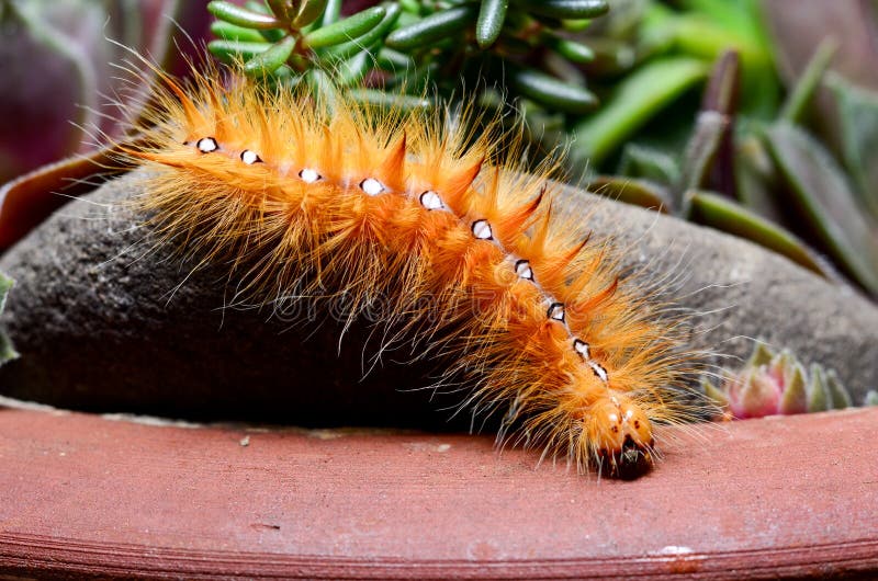 Acronicta Aceris Caterpillar Stock Image - Image of colorful, stone ...