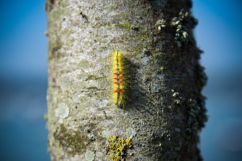 Acronicta Aceris Caterpillar Stock Photo - Image of green, aceris: 58853584