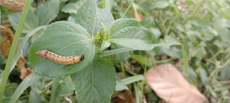 Solitary caterpillar stock image. Image of santui, solitary - 262973169