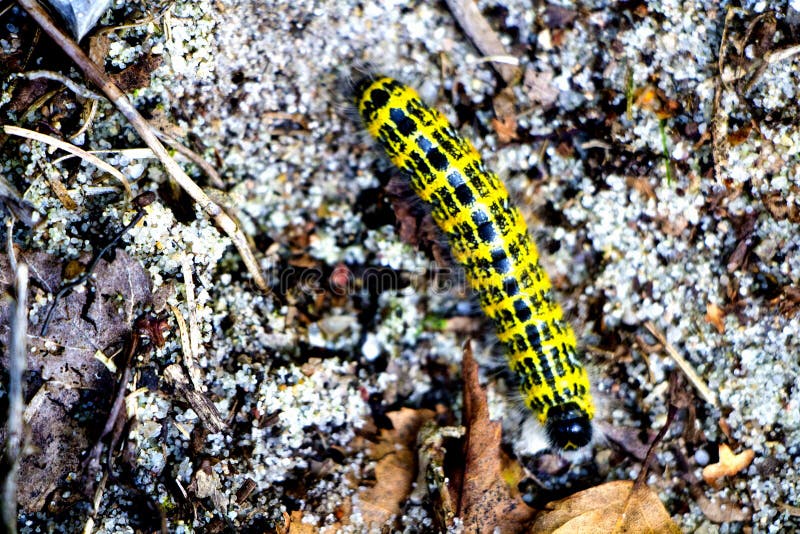 Caterpillar Amarillo Y Negro En Forest Floor Foto de archivo - Imagen ...