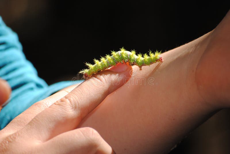 Caterpillar on a hand stock image. Image of finger, animals - 106554033