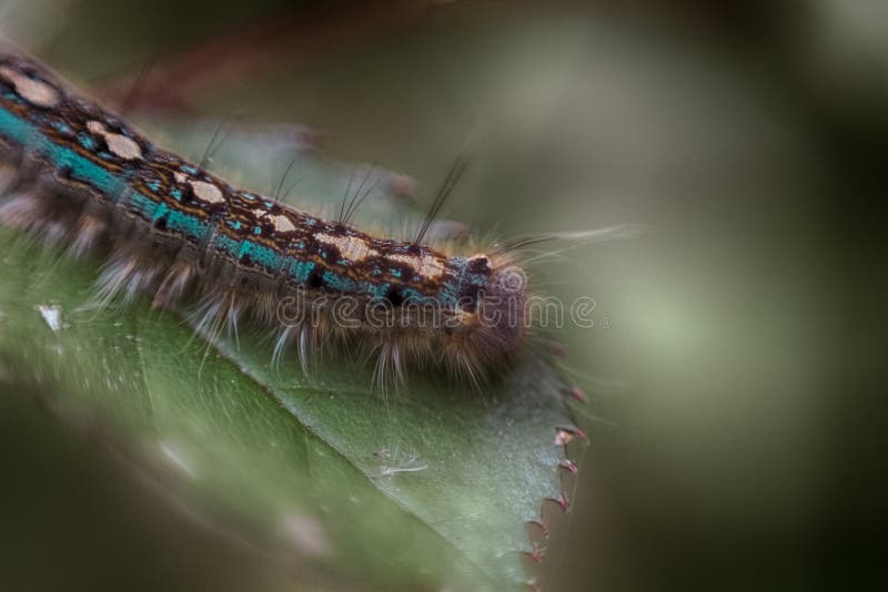 Caterpillar Azul En Una Hoja Foto de archivo - Imagen de oruga, foto ...