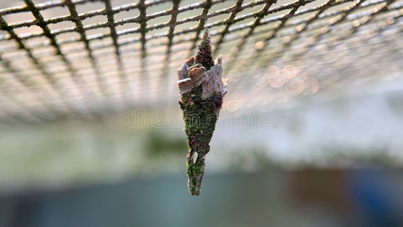 Caterpillar stock photo. Image of caterpillar, green - 293546934