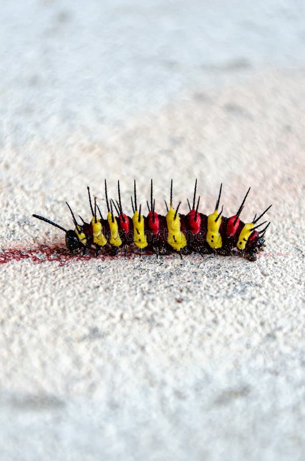 Multi-colored caterpillar stock image. Image of world - 130472433