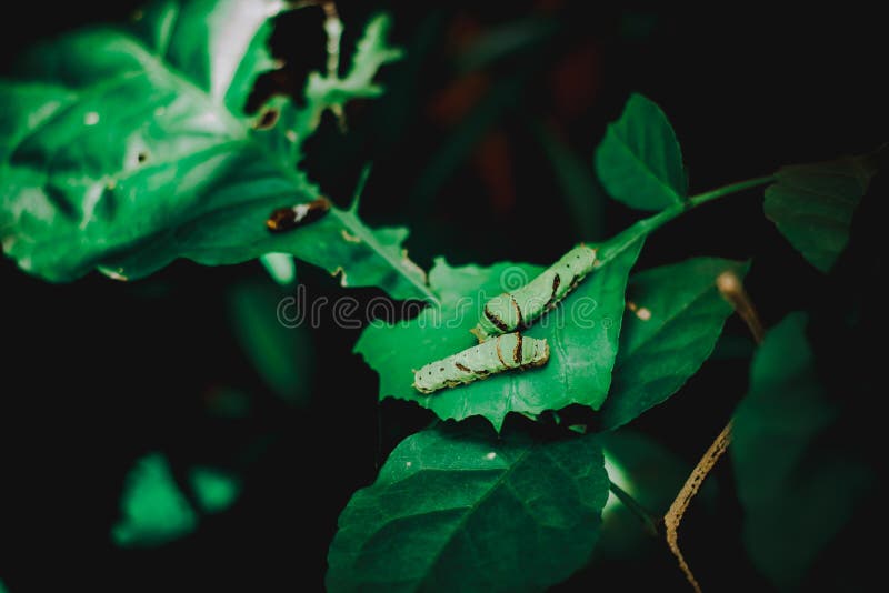 Caterpillar, Big Green Worm in the Park Stock Photo - Image of lovely ...
