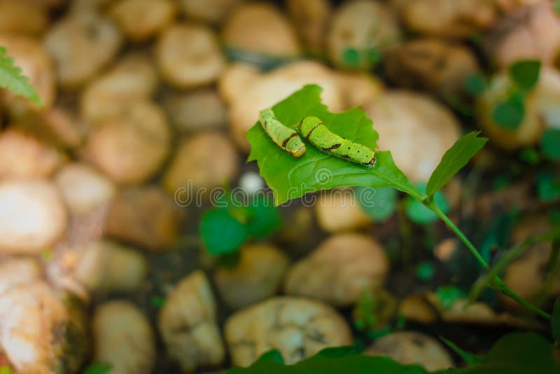 Caterpillar, Big Green Worm in the Park Stock Photo - Image of beauty ...