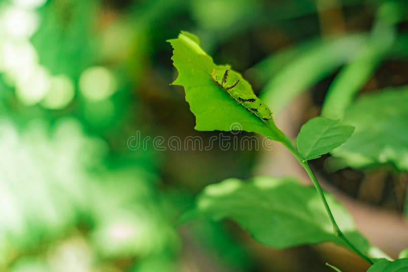 Caterpillar, Big Green Worm in the Park Stock Photo - Image of ...