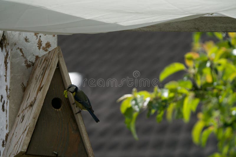 Bird Eating Caterpillar Eating Plant Stock Photos - Free & Royalty-Free ...