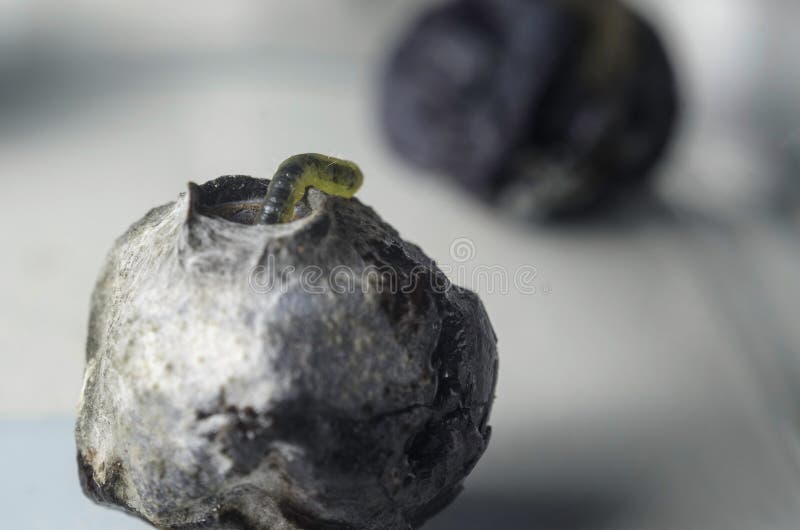 Rotten Blueberry Stock Photos - Free & Royalty-Free Stock Photos from ...