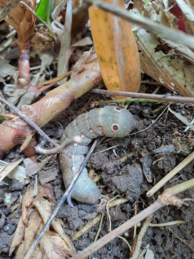 Caterpillar bug in field stock image. Image of agriculture - 286754559