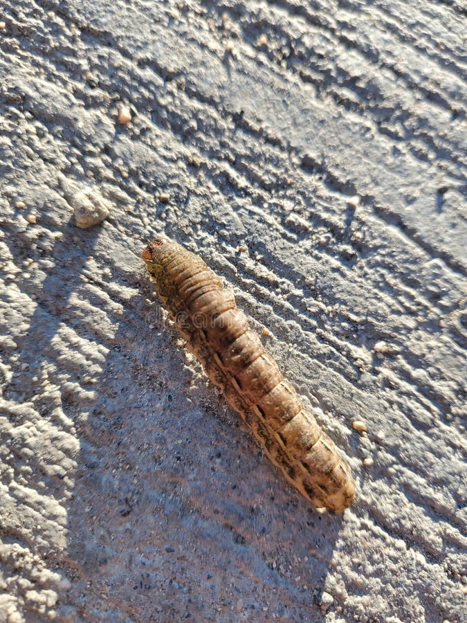Caterpillar Bug Moth Beautiful Cool Stock Image - Image of moth ...