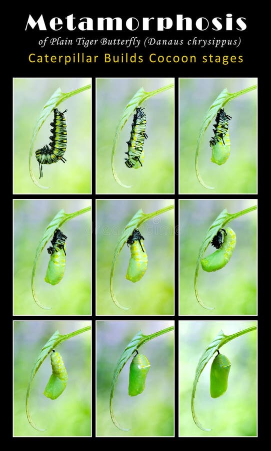 Evolution Stages Of The Butterfly Stock Image - Image of insects, adult ...