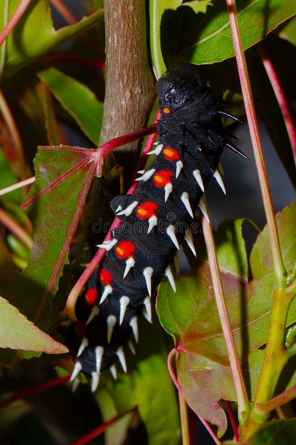 Bunaea Alcinoe Stock Photos - Free & Royalty-Free Stock Photos from ...