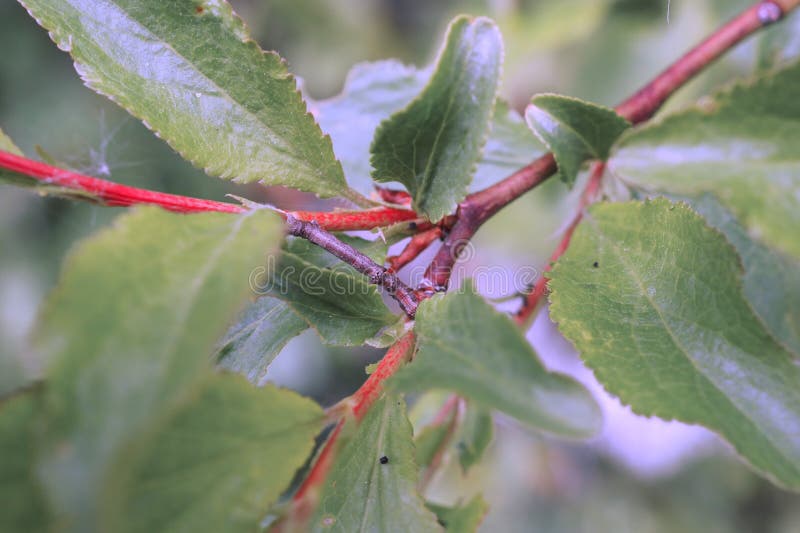 Caterpillar Camouflaged , Twig Mimickry Stock Photo - Image of twig ...