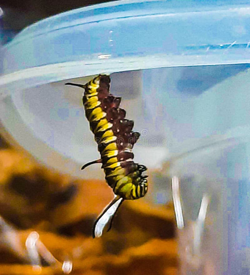 Caterpillar Chrysalis Animal Butterfly Stock Photo - Image of ...