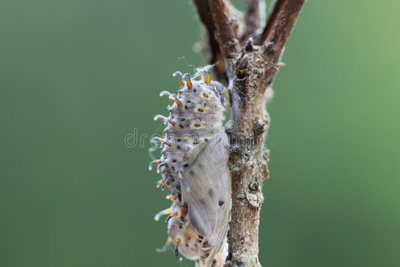 Caterpillar stock image. Image of grub, pupa, chrysalid - 73960359