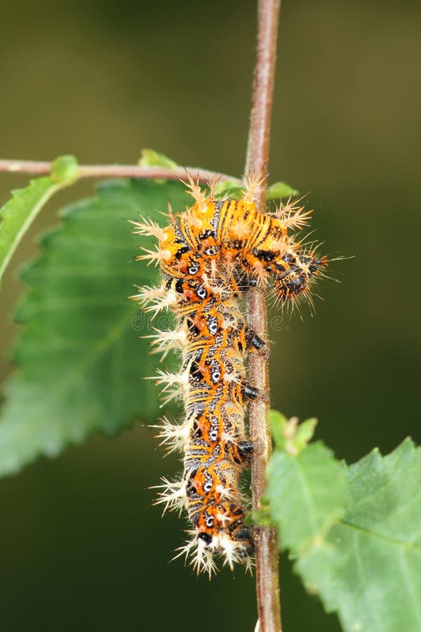 Caterpillar stock photo. Image of eruca, wildlife, setaia - 44171042