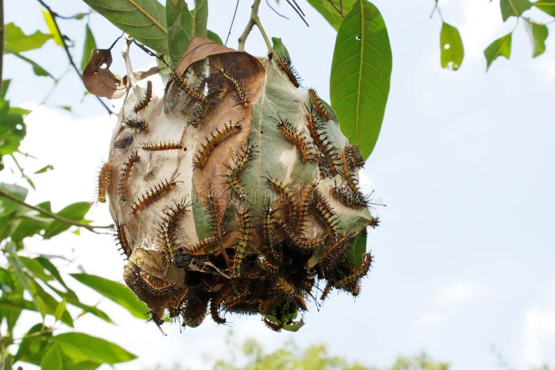 Caterpillar cocoon stock photo. Image of house, horizontal - 23540692