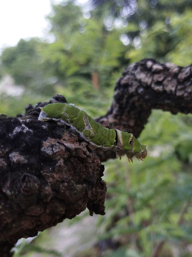 Caterpillar cocoon stock image. Image of plant, cocoon - 324593141