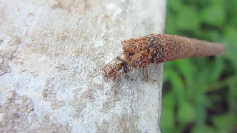 Caterpillar Cocoon Crawling on the Wall and Emerging from Skin Stock ...