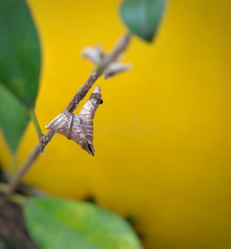 Caterpillar Cocoon on a Pine Tree Stock Image - Image of moth, closeup ...