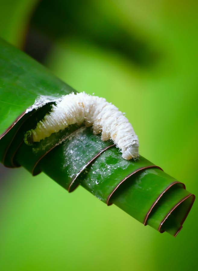 Objects and nature stock image. Image of cocoons, wildlife - 204351935