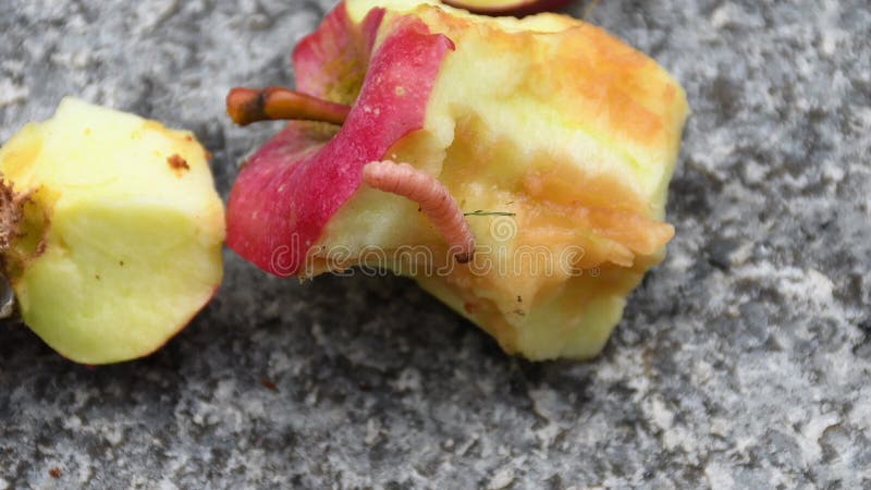 Caterpillar of a Codling Moth at an Apple Stock Video - Video of ...
